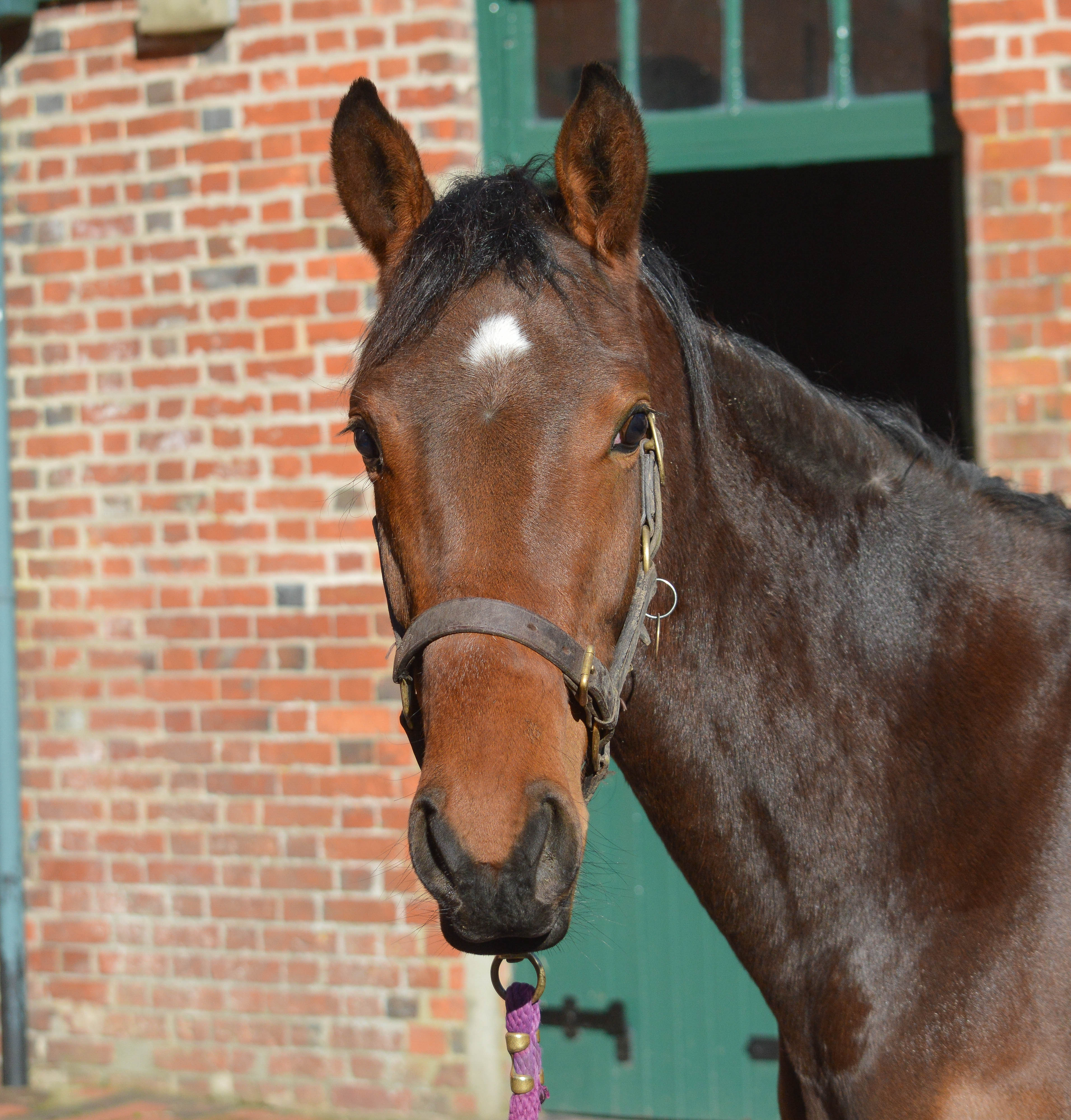 Kingsclere Racing Club - Kingsclere